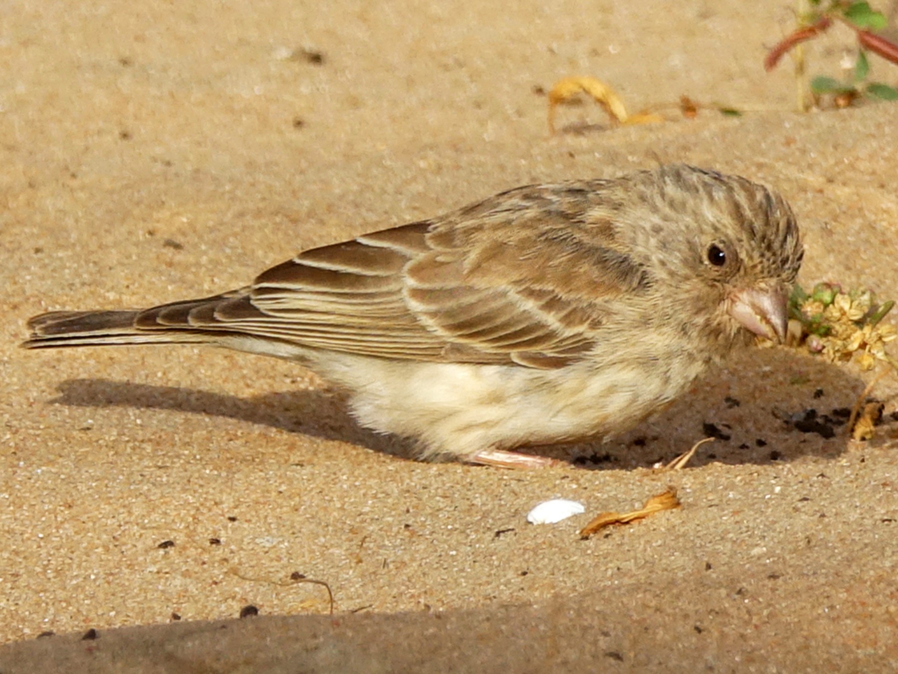 White-rumped Seedeater - eBird