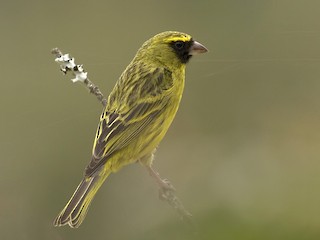 African Citril - Crithagra citrinelloides - Birds of the World