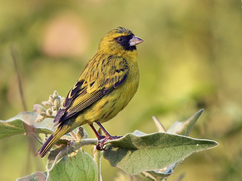 African Citril - eBird