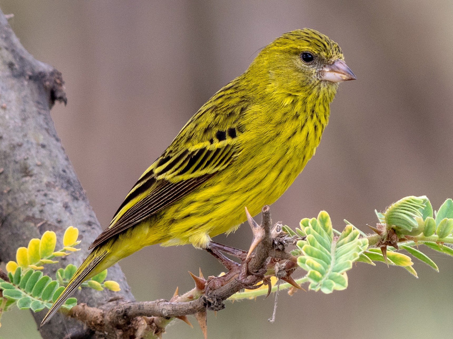 African Citril - eBird