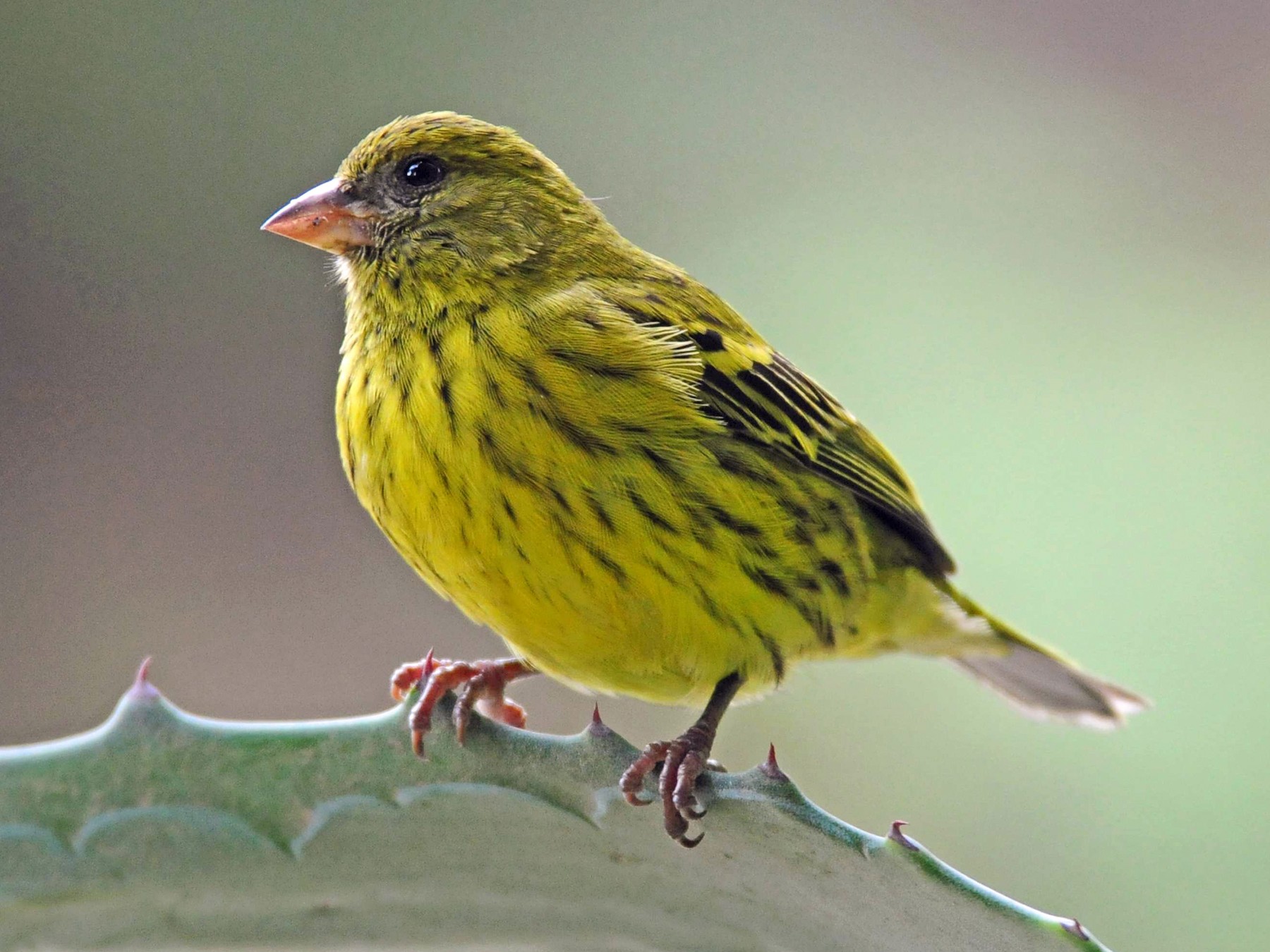 African Citril - eBird