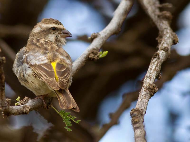 Reichenow's Seedeater - eBird