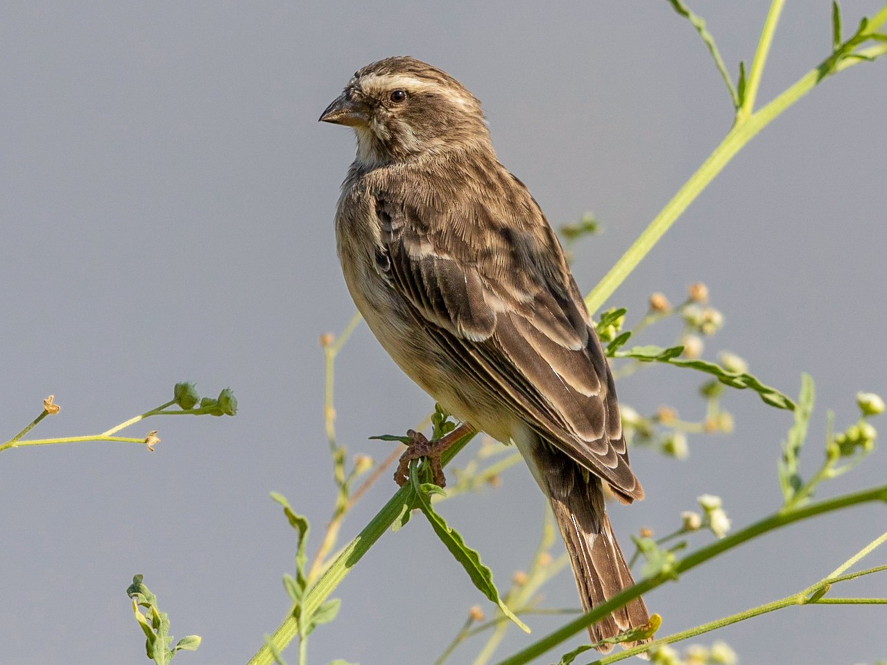 Reichenow's Seedeater - eBird