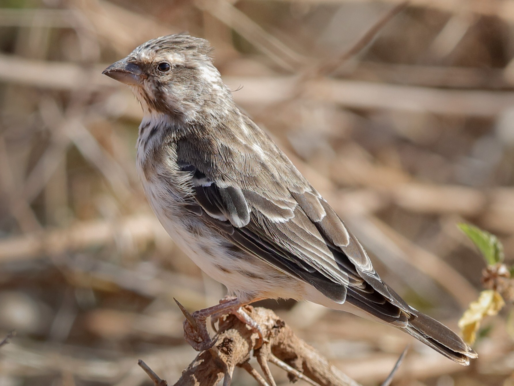 Reichenow's Seedeater - eBird