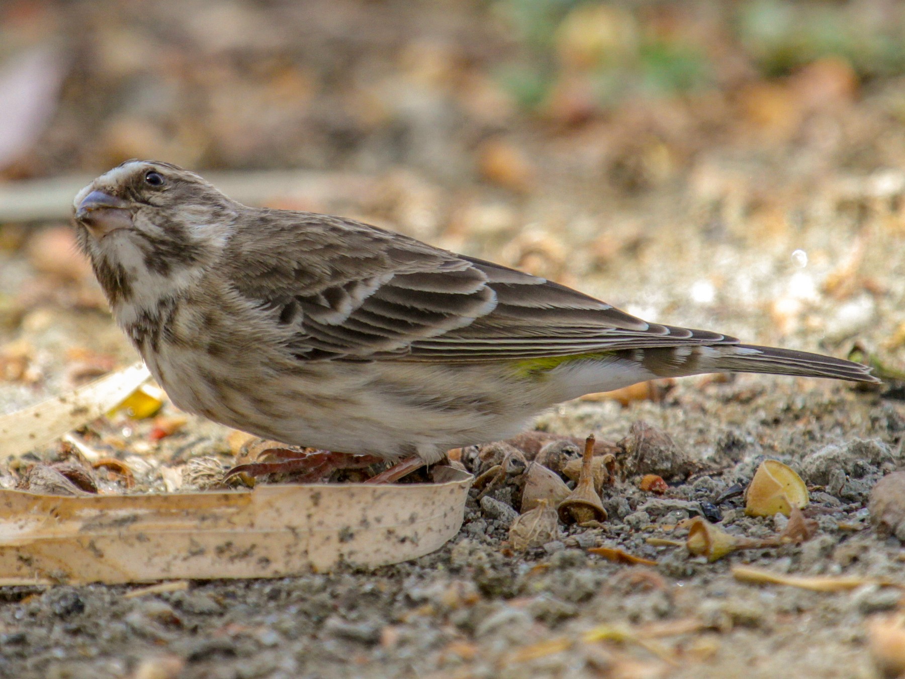 Reichenow's Seedeater - eBird