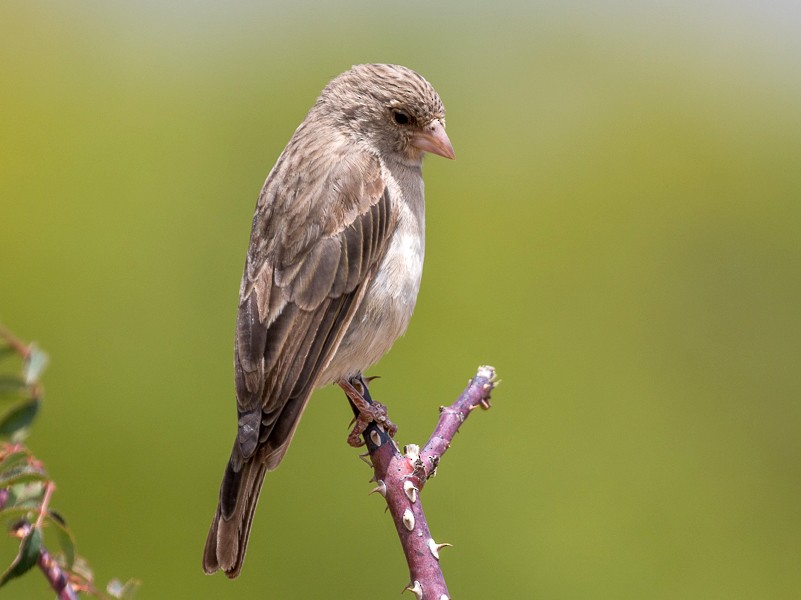Yellow-rumped Seedeater - eBird