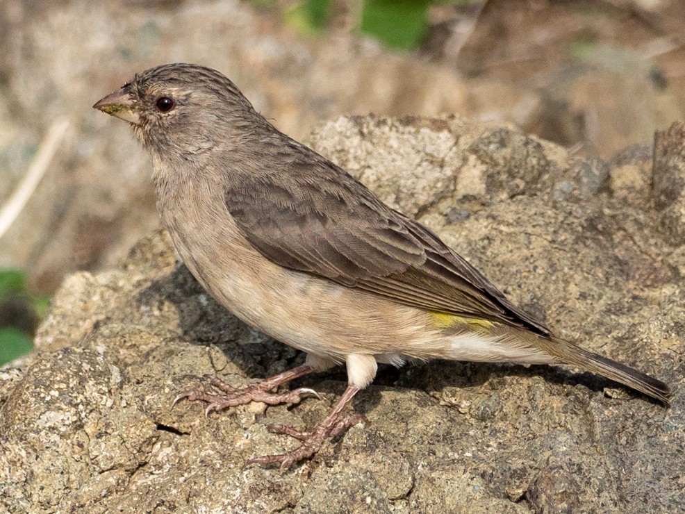 Yellow-rumped Serin - eBird