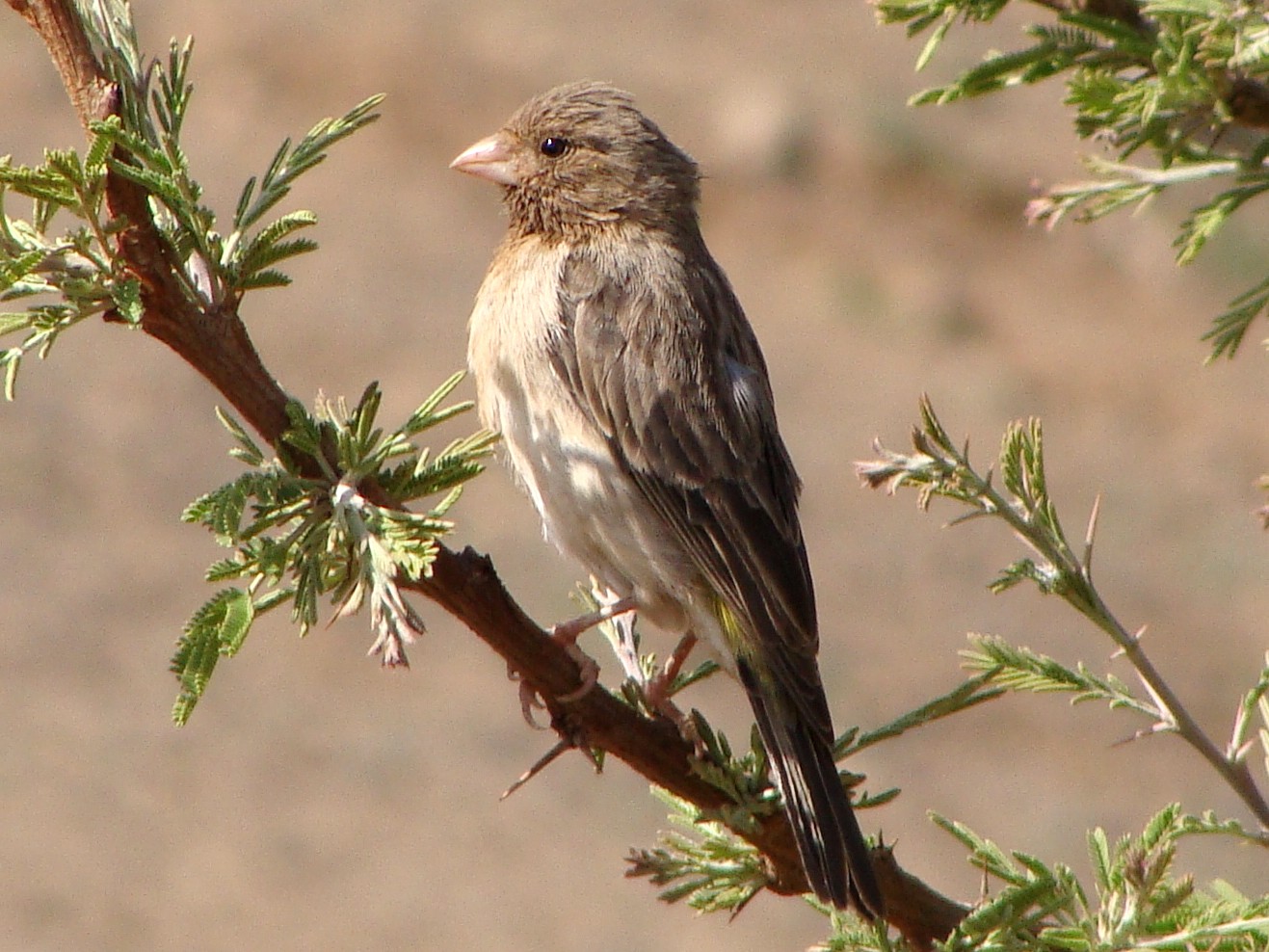 Yellow-rumped Seedeater - eBird