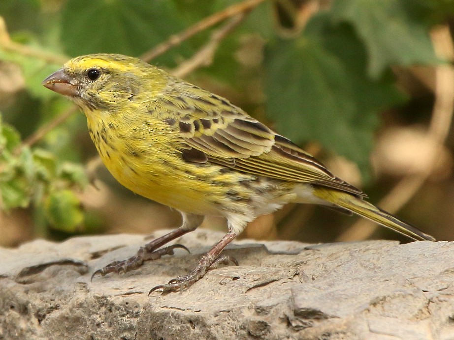 White-bellied Canary - eBird