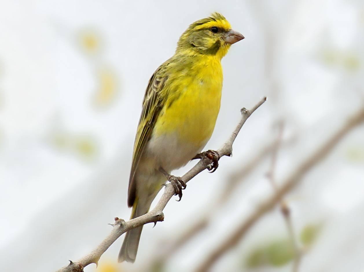 White-bellied Canary - eBird