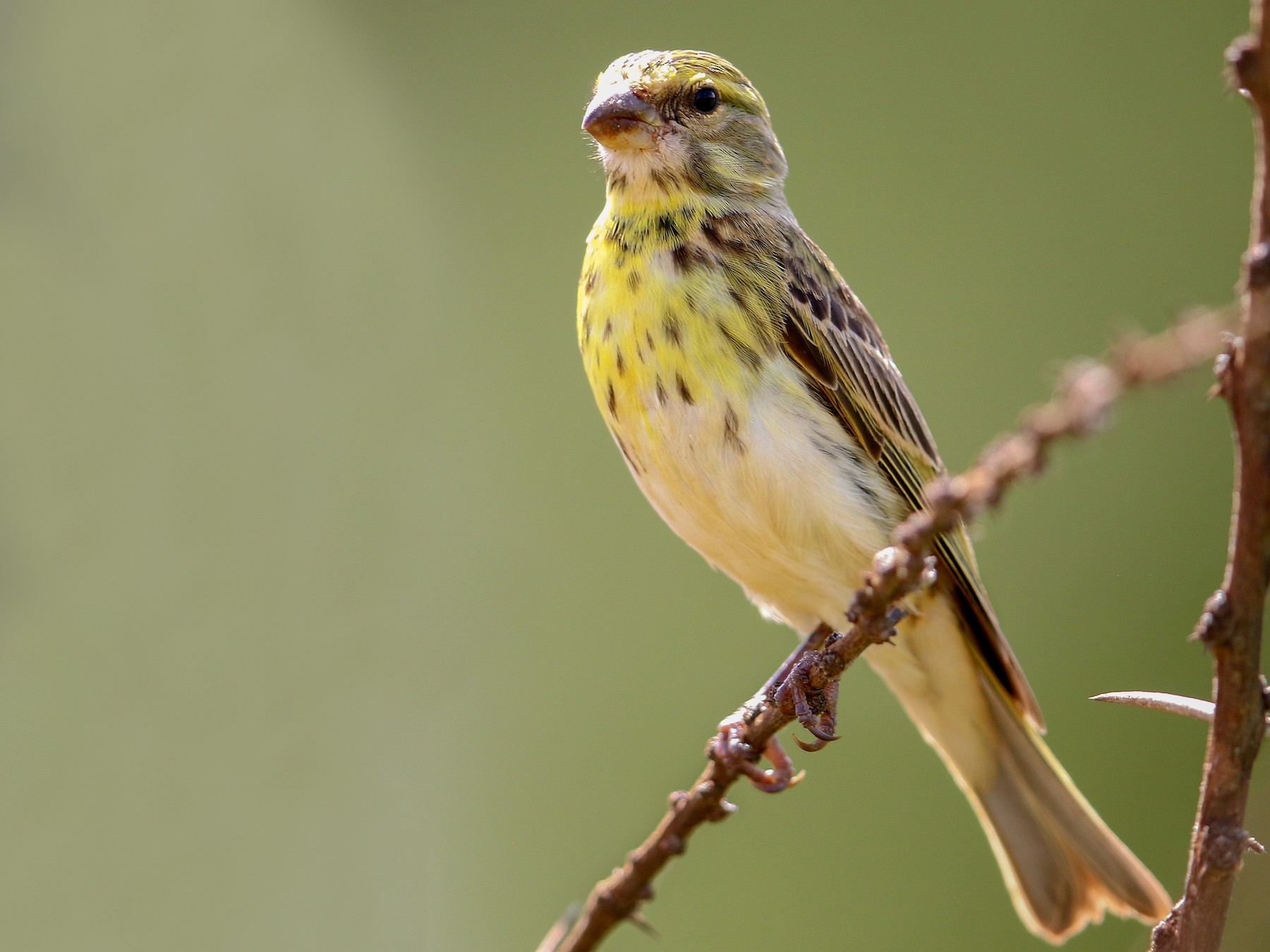 White-bellied Canary - eBird