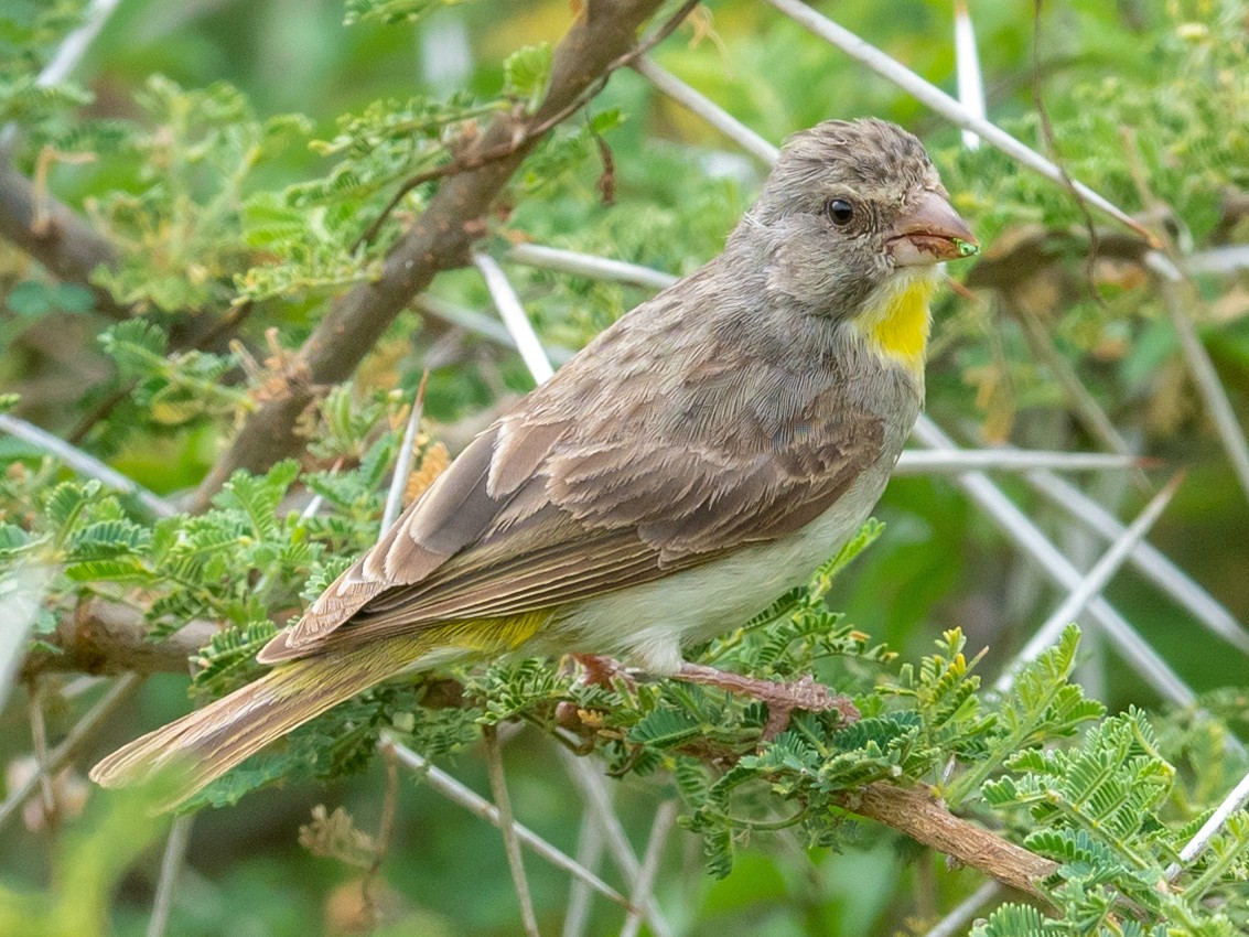Yellow-throated Seedeater - eBird