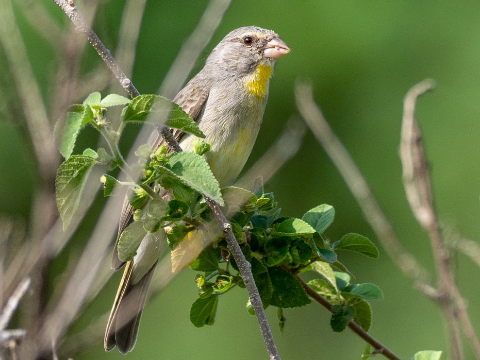 Yellow-throated Serin - eBird