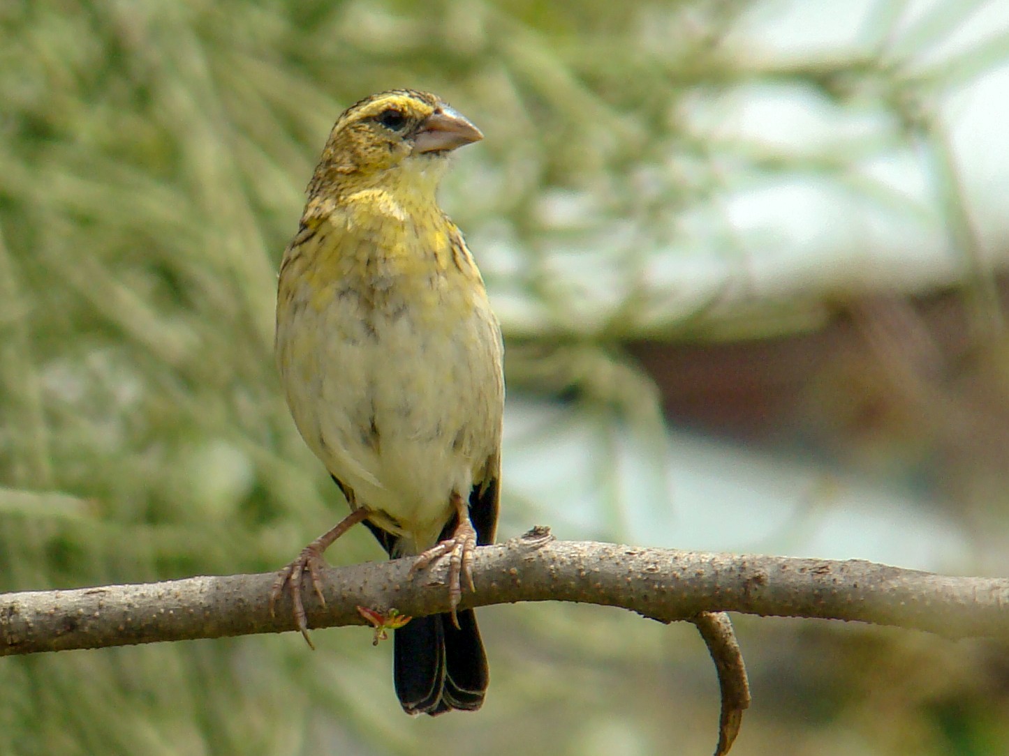 Northern Grosbeak-Canary - eBird