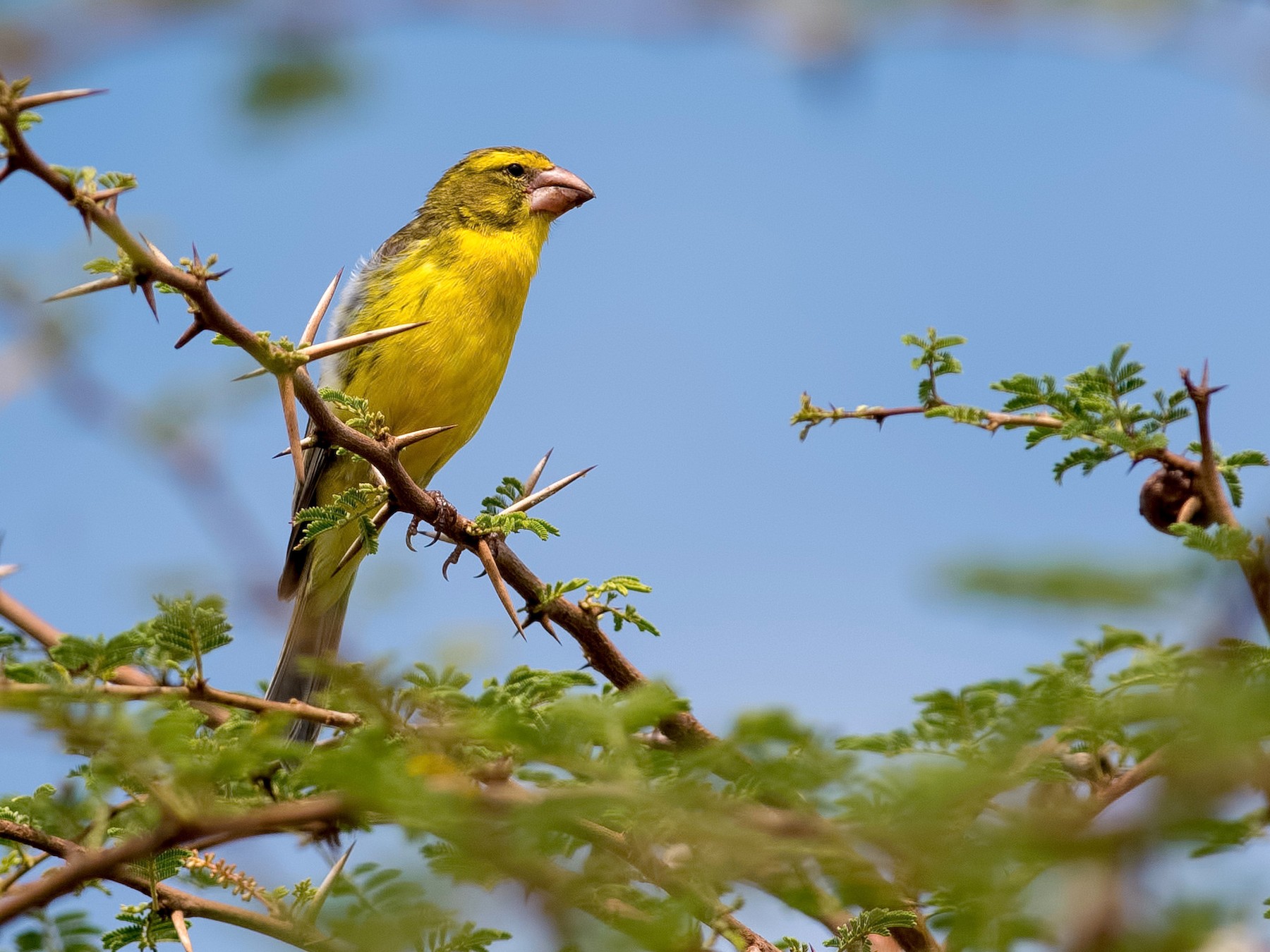 Northern Grosbeak-Canary - eBird