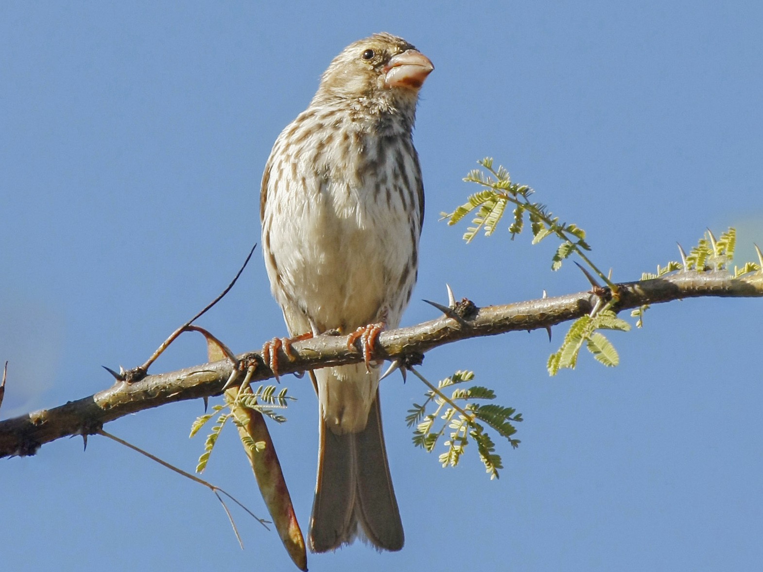 Northern Grosbeak-Canary - eBird