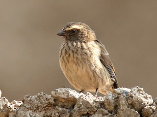 Brown-rumped Seedeater - eBird