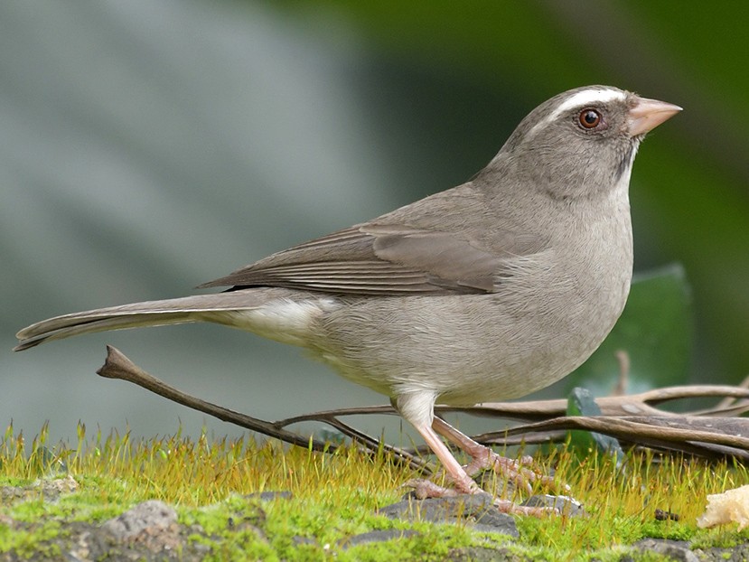Brown-rumped Seedeater - eBird