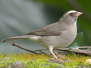 Brown-rumped Seedeater - eBird
