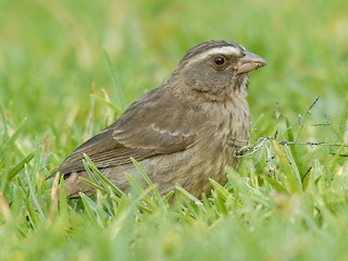 Brown-rumped Seedeater - eBird