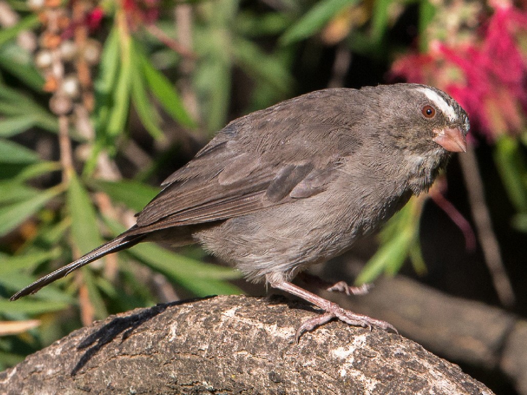 Brown-rumped Seedeater - eBird