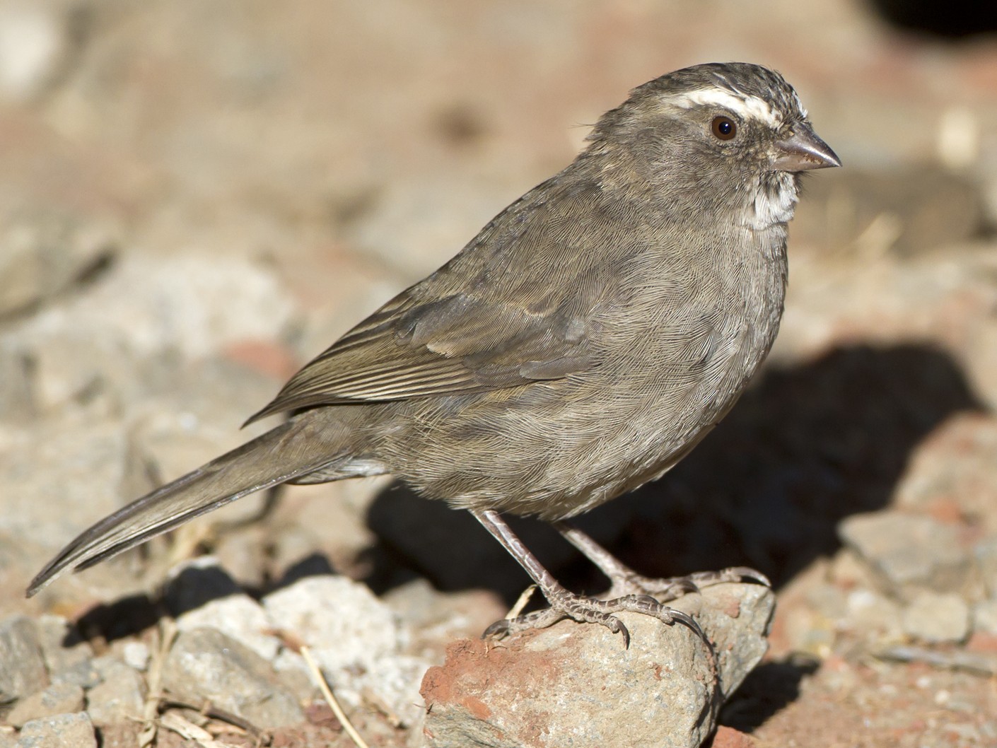 Brown-rumped Seedeater - eBird