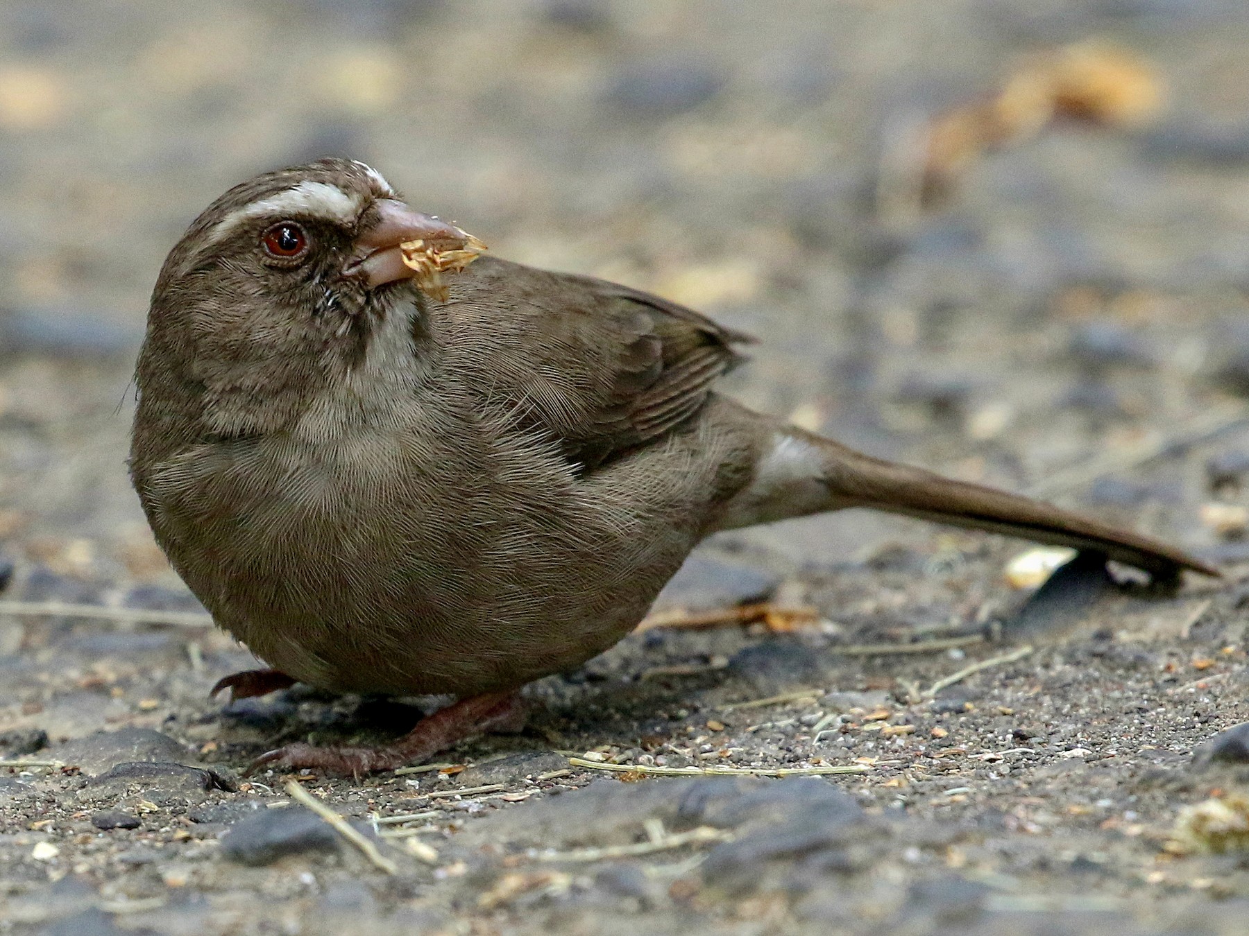 Brown-rumped Seedeater - eBird