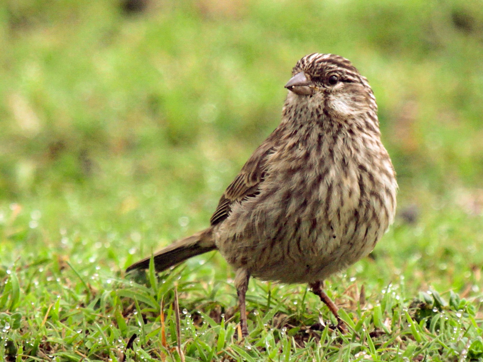 Ankober Serin - eBird