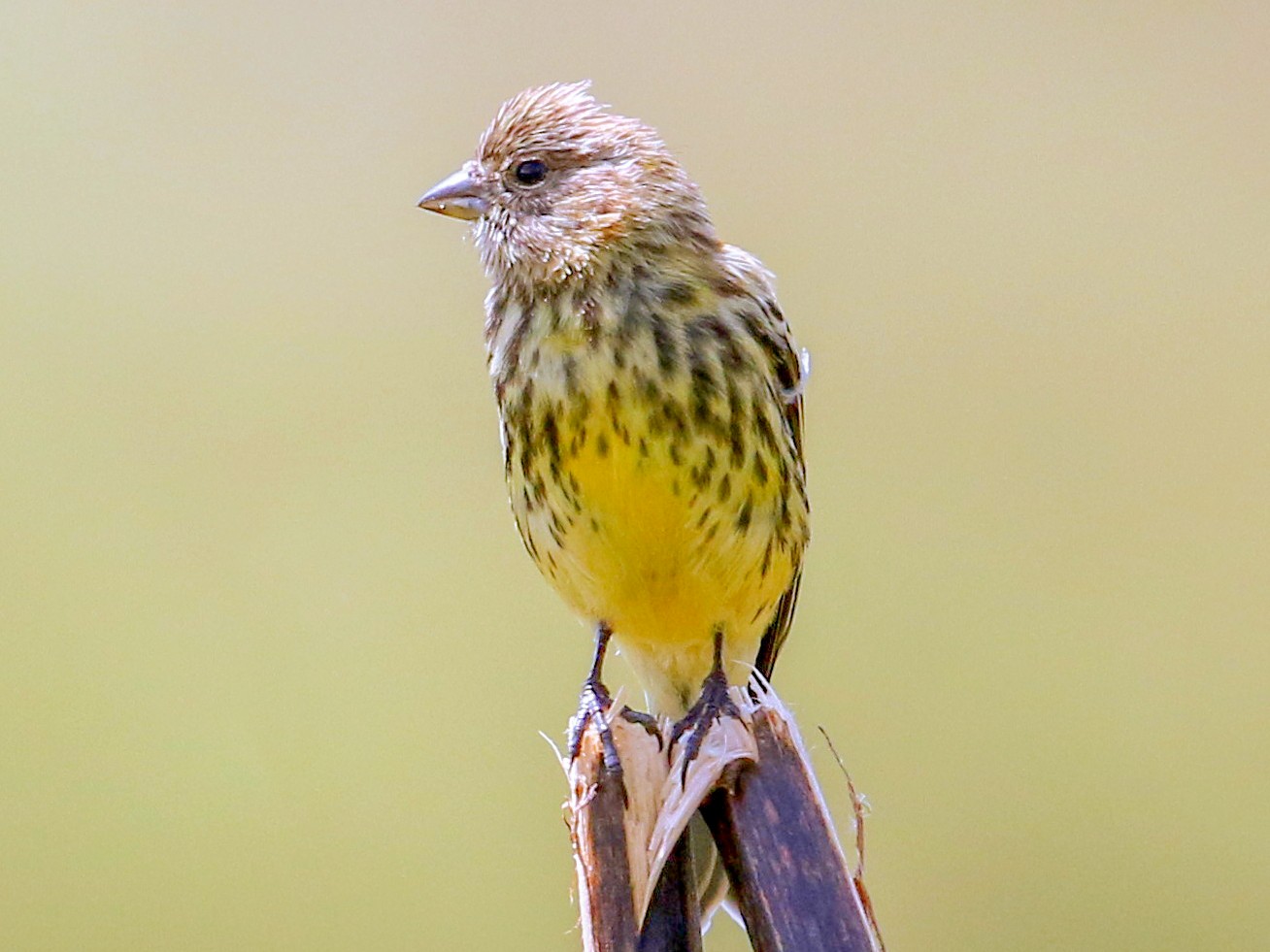 Ethiopian Siskin - eBird