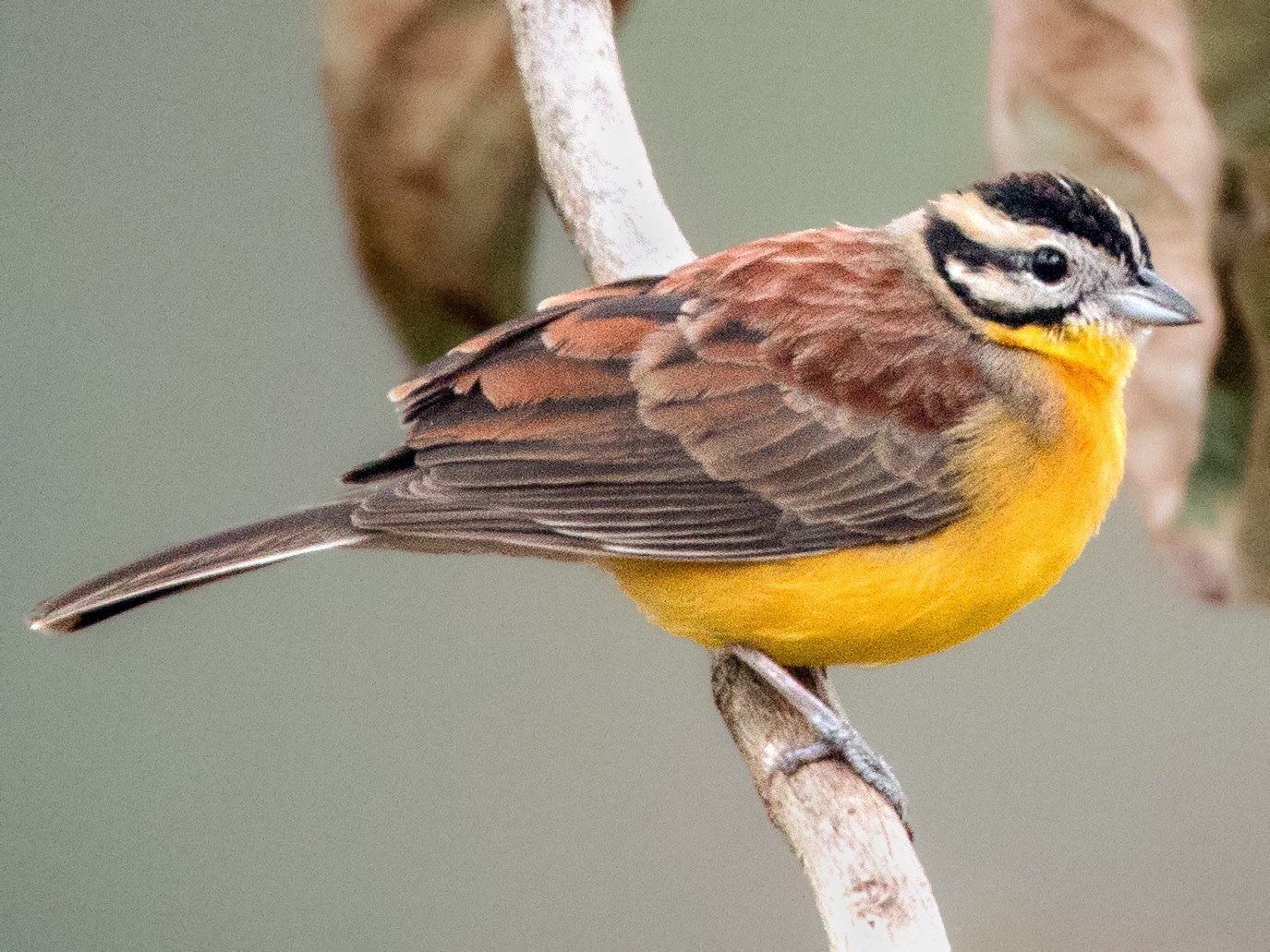 Brown-rumped Bunting - eBird