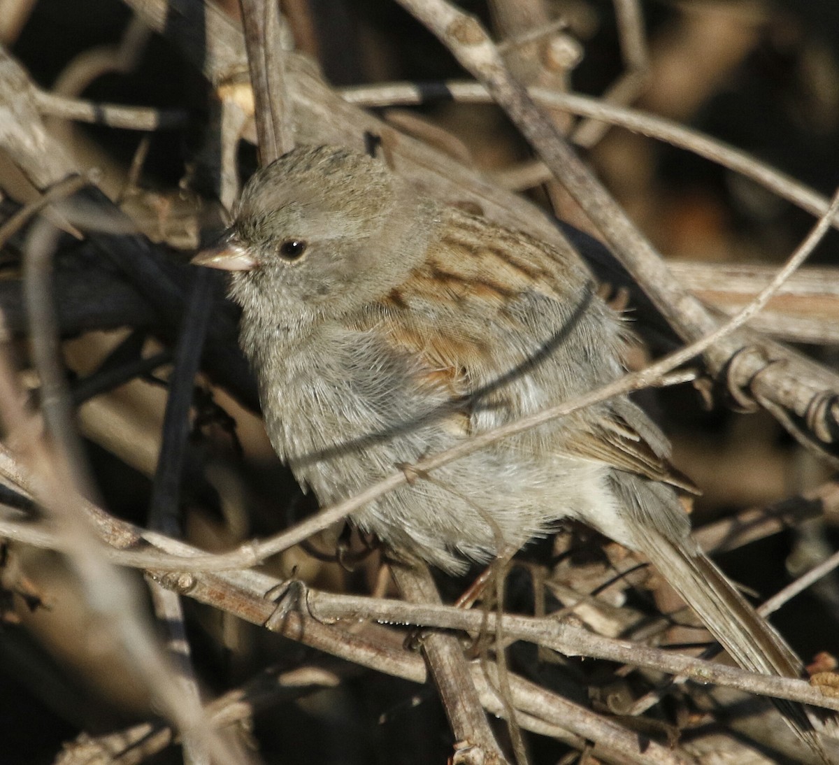 eBird Checklist - 24 Feb 2016 - Babel Slough - 46 species (+1 other taxa)