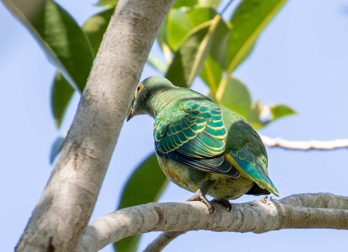 eBird Australia Checklist - 11 Jul 2020 - Eagleby Wetlands - 69 species