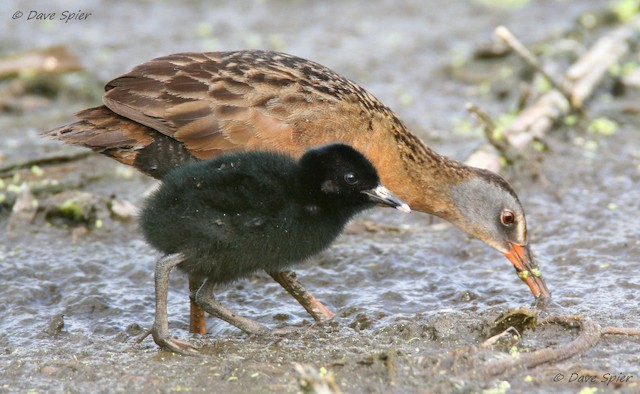 Baby Rail Bird Checking On The Clapper Rails — Linda Murdock
