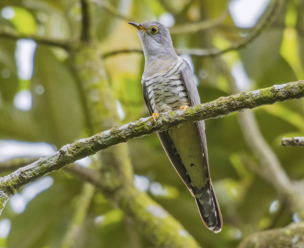ML248785101 - Lesser Cuckoo - Macaulay Library