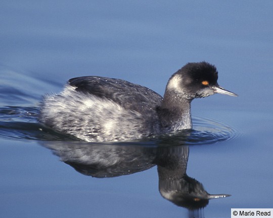 Eared Grebe Winter