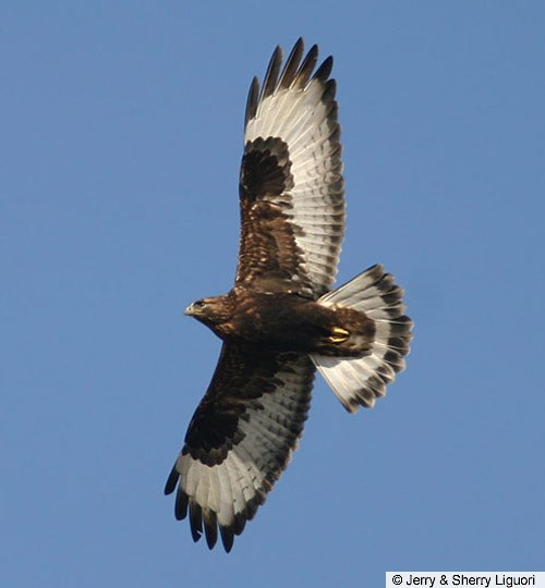 Rough Legged Hawk In Flight