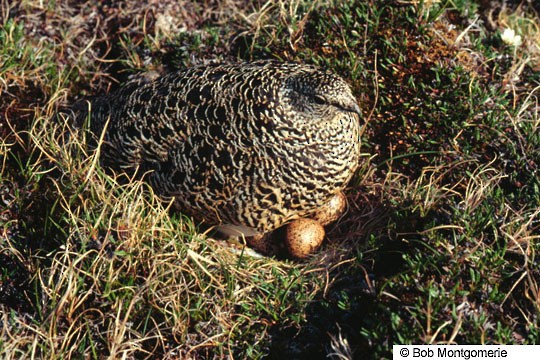 Plumajes, Mudas y estructura - Rock Ptarmigan - Lagopus muta - Birds of ...