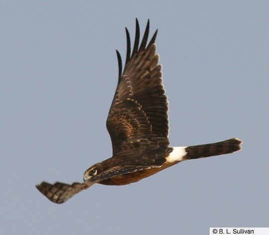 Northern Harrier Juvenile