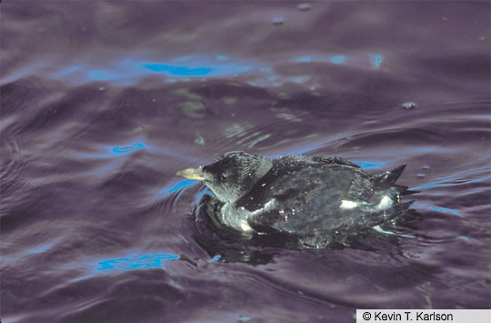 Plumagens, Mudas e Estrutura - Rhinoceros Auklet - Cerorhinca ...