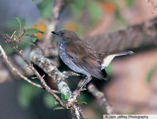 Plumages, Molts, and Structure - Kamao - Myadestes myadestinus - Birds ...