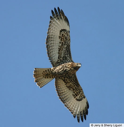 Juvenile Red Shouldered Hawk In Flight