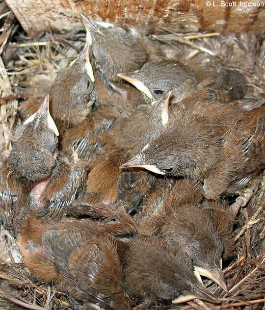 House Wren Eggs