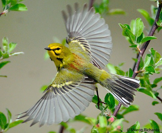 Prairie Warbler