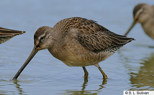 Long Billed Dowitcher Juvenile