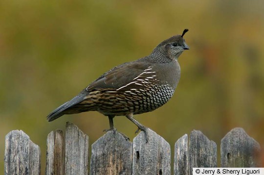 Female Quail Bird