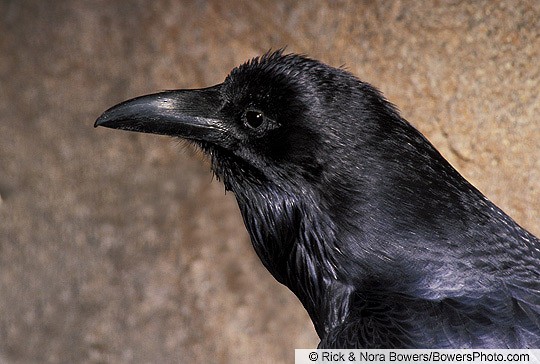 Plumajes, Mudas y estructura - Common Raven - Corvus corax - Birds of ...