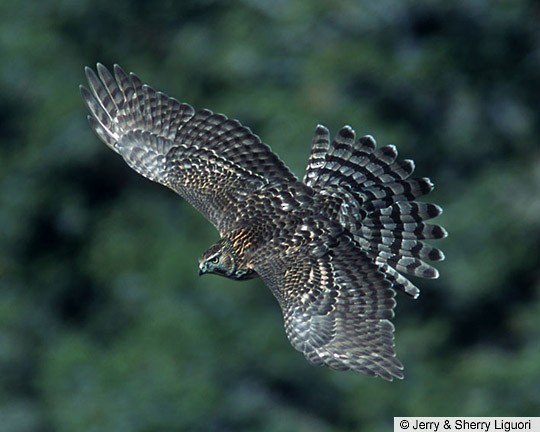 Juvenile Goshawk