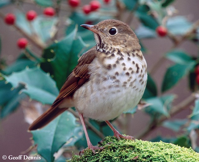 Vermont Hermit Thrush