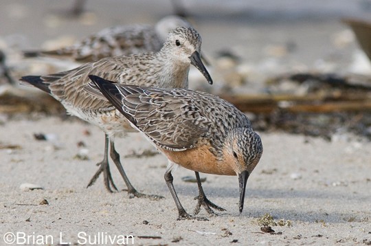 Plumajes, Mudas y estructura - Red Knot - Calidris canutus - Birds of ...
