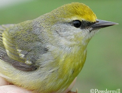 Systematics - Golden-winged Warbler - Vermivora chrysoptera - Birds of ...